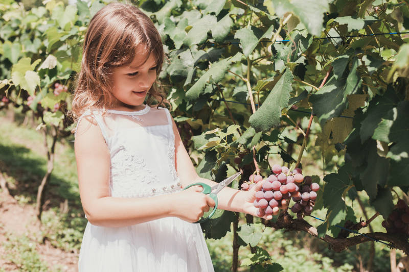 Colha e Pague - Adega Santa Cecília